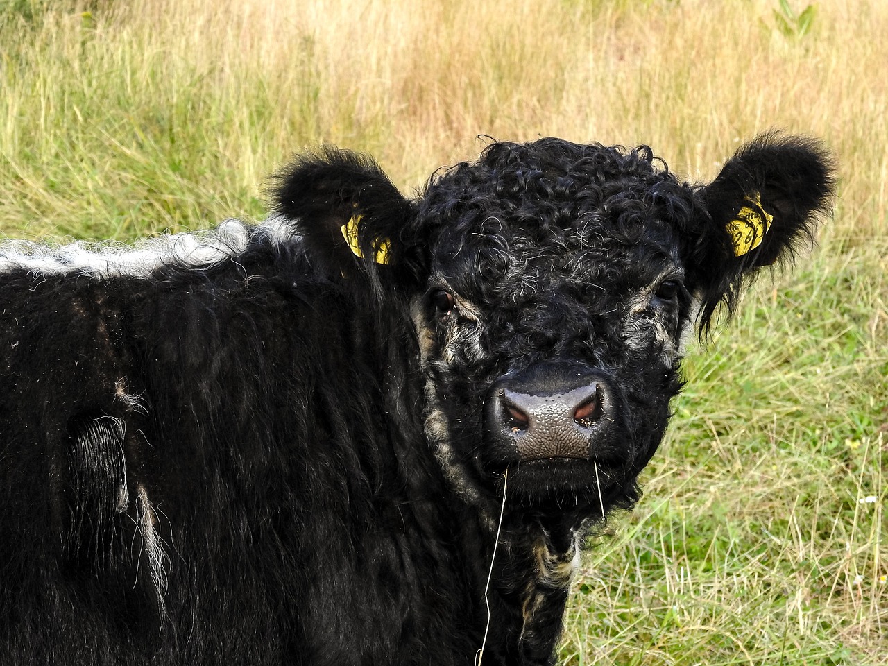 Galloway Beef Weidetier - Free photo on Pixabay - Pixabay
