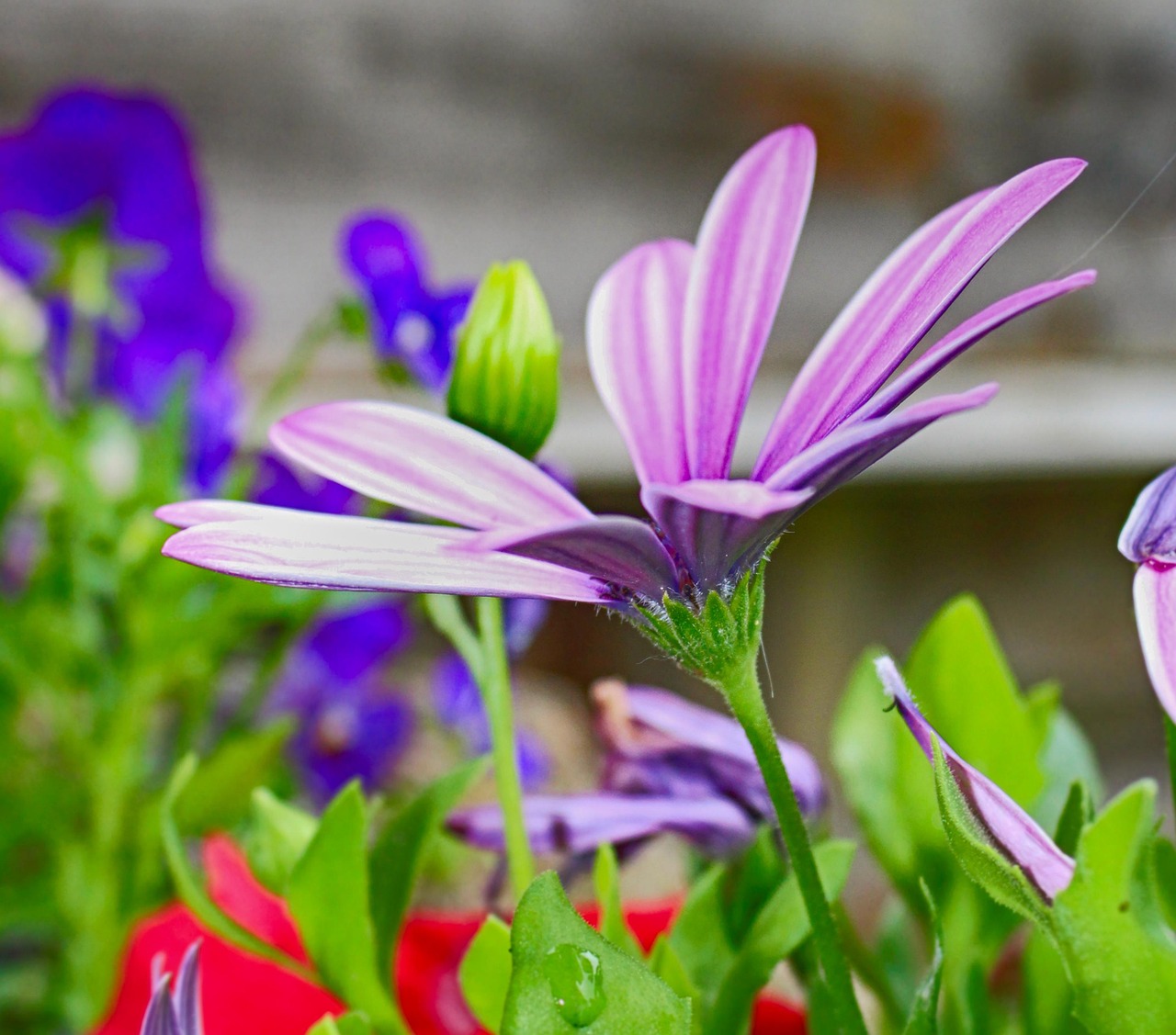 Fleurs En Plein Air Jardin - Photo gratuite sur Pixabay - Pixabay