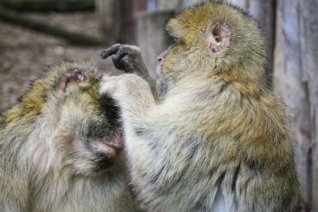Monos Bereberes Simios - Foto gratis en Pixabay - Pixabay
