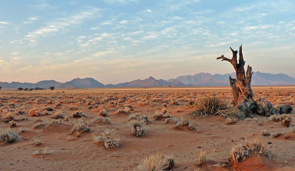 Desert Dead Tree Sand Dunes - Free photo on Pixabay