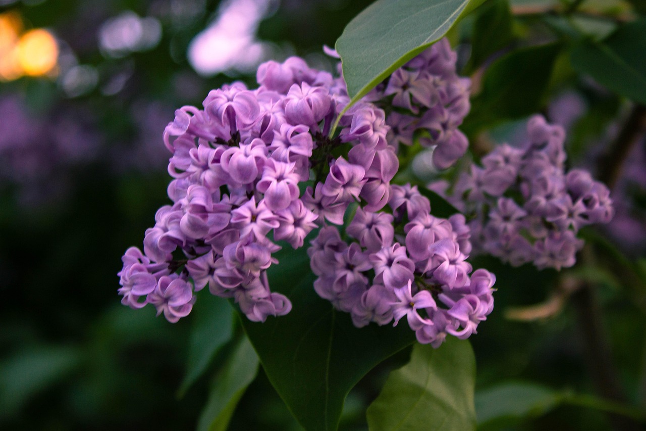 Lilac Purple Flowers - Free photo on Pixabay - Pixabay