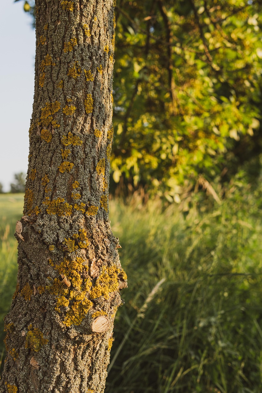 Tree Trunk Lichens - Free photo on Pixabay - Pixabay