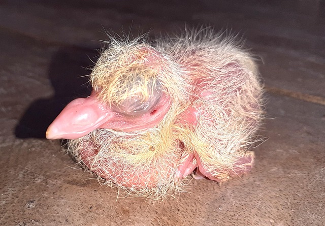 Pombo Vercinler Pomba - Foto gratuita no Pixabay - Pixabay