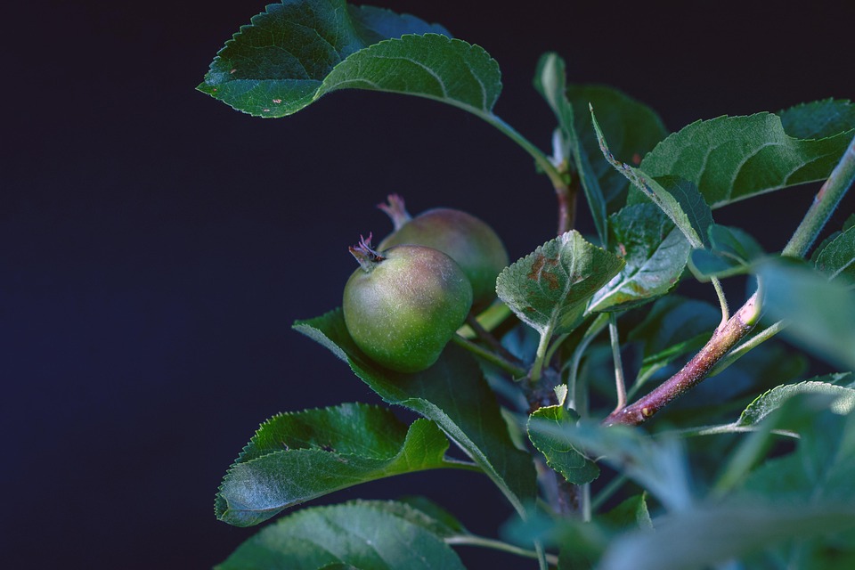 Apple Fruta Árbol Sale - Foto gratis en Pixabay - Pixabay