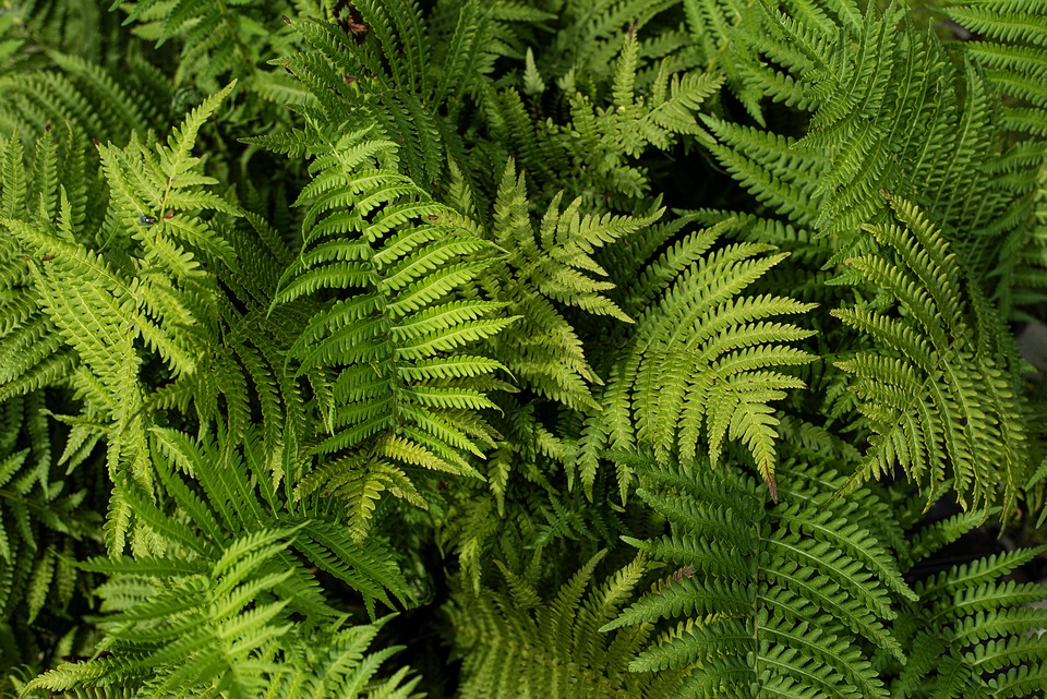 Ferns Leaves Green - Free photo on Pixabay