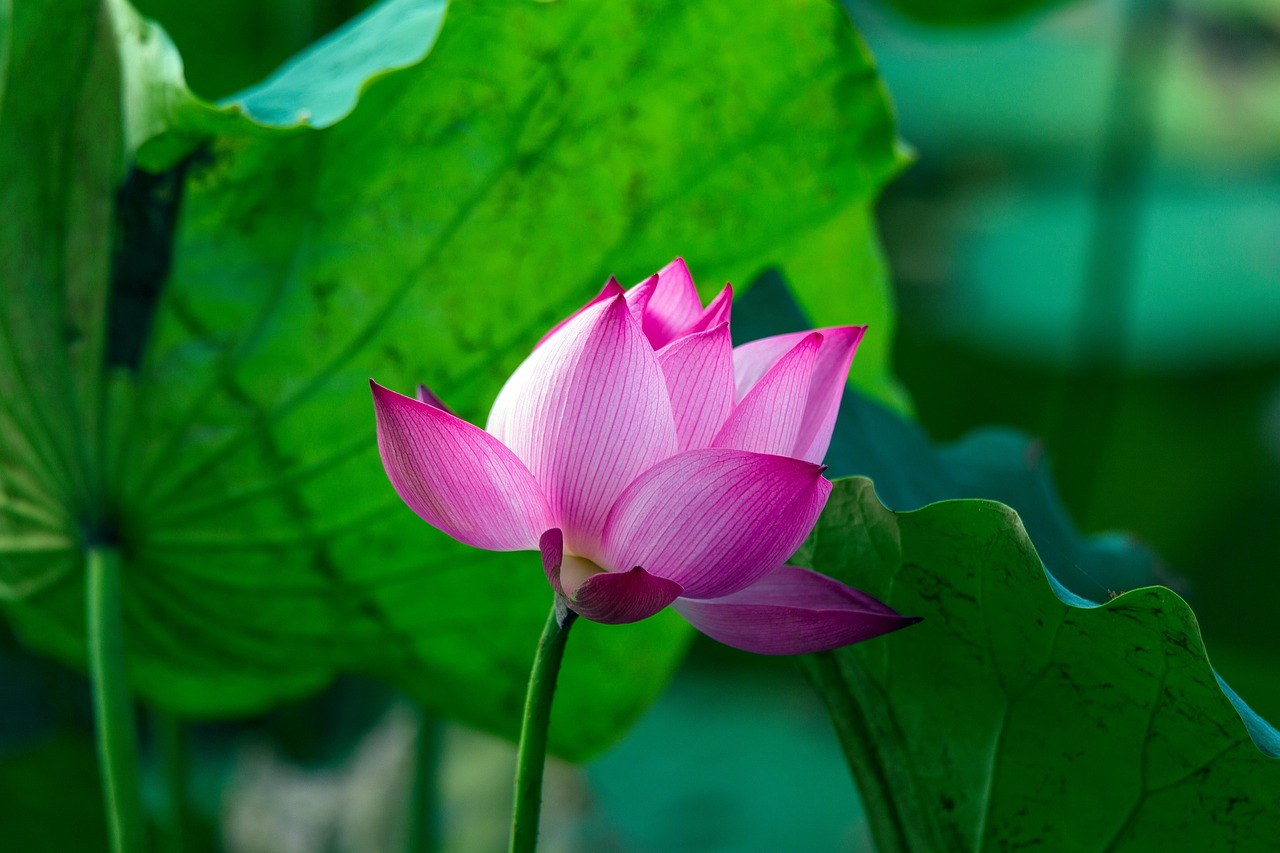 Lotus Flower Pink - Free photo on Pixabay - Pixabay