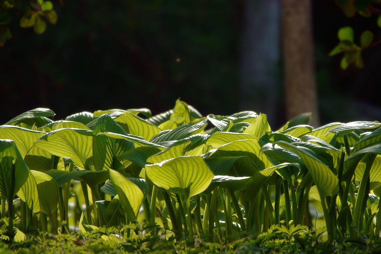 Folhas Folhagem Plantas - Foto gratuita no Pixabay - Pixabay