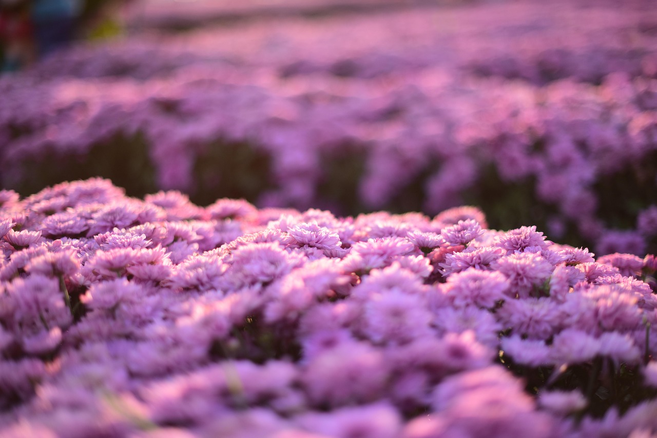 Blumen Blütenblätter Feld - Kostenloses Foto auf Pixabay - Pixabay