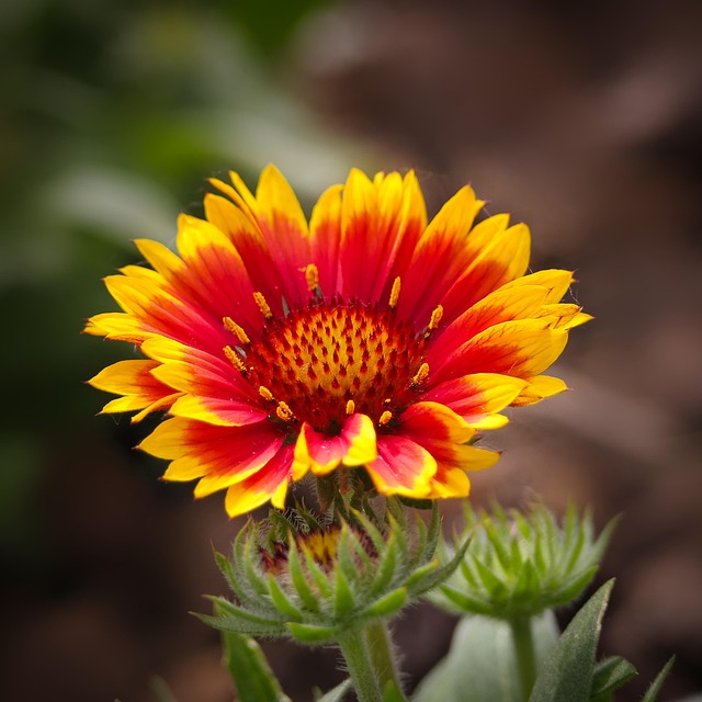 Indian Blanket Flower Plant - Free photo on Pixabay