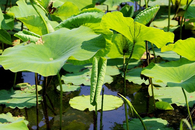 Lotus Les Plantes Feuilles - Photo gratuite sur Pixabay - Pixabay