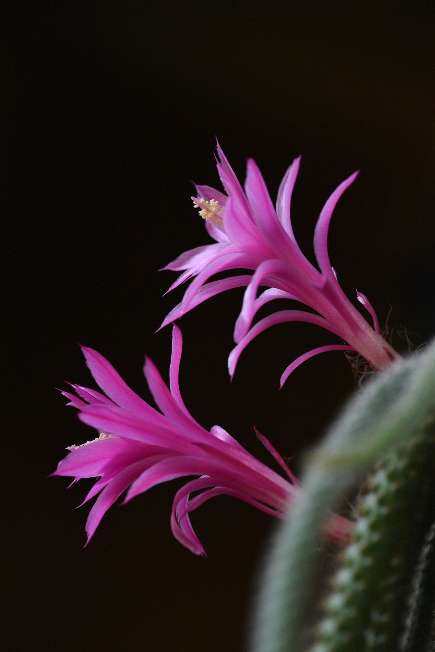 Rat Tail Cactus Flowers - Free photo on Pixabay - Pixabay