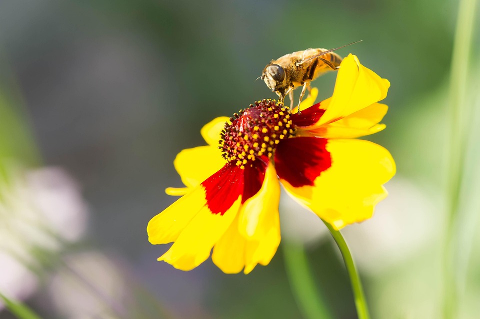 Bee Insect Pollinate - Free photo on Pixabay - Pixabay