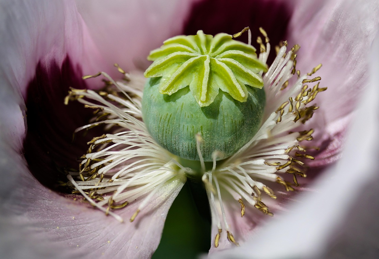 Flower Poppy Pistil - Free photo on Pixabay - Pixabay