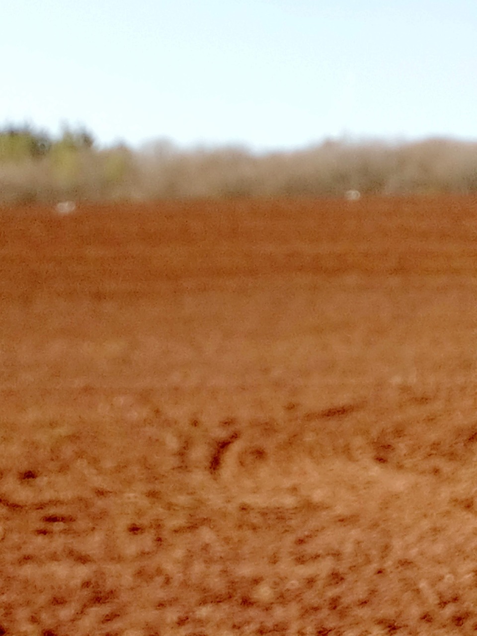 Field Fields Stork - Free photo on Pixabay - Pixabay
