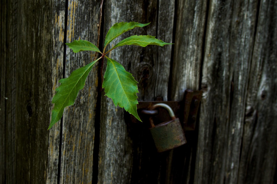 Wood Leaves Lock - Free photo on Pixabay - Pixabay