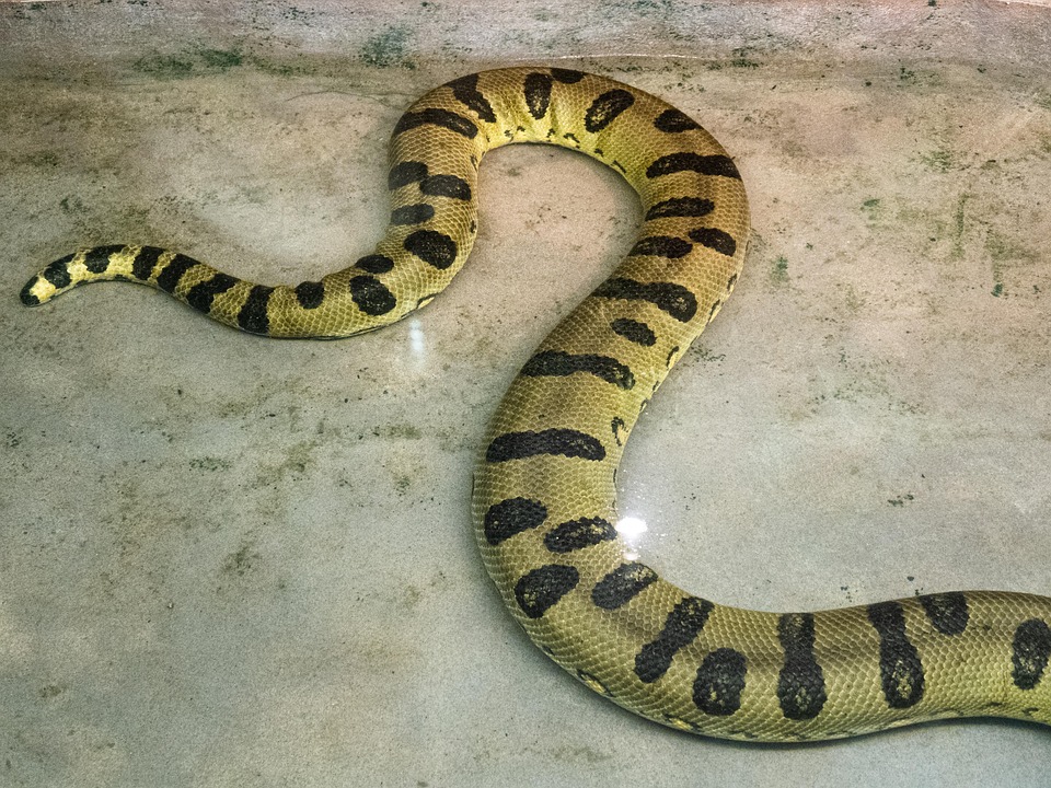 Yellow Anakonda Snake - Free photo on Pixabay - Pixabay