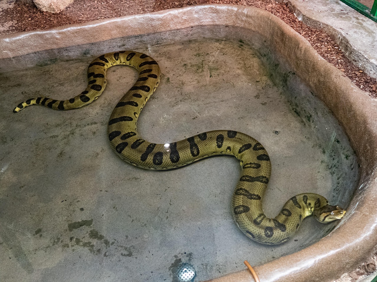 Anakonda Jaune Serpent - Photo gratuite sur Pixabay - Pixabay