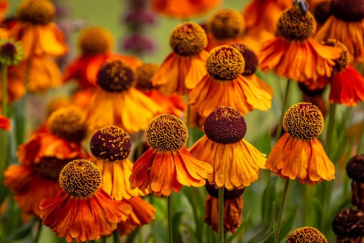 90+ Free Helenium & Bloom Images - Pixabay