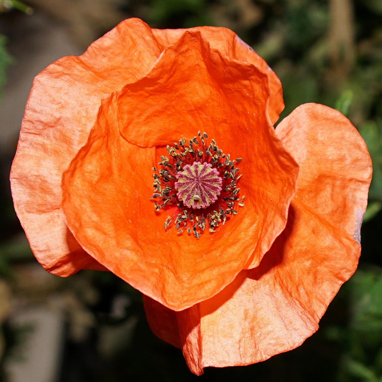 Opium Bunga Poppy Oranye - Foto gratis di Pixabay - Pixabay