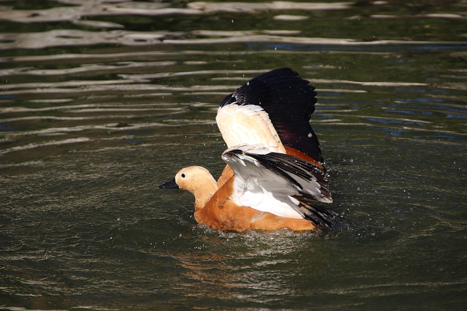 Ruddy Patos Shelduck Pájaro Pato - Foto gratis en Pixabay - Pixabay