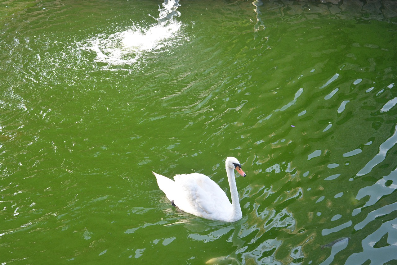 Angsa Di Danau Bukit Tinggi Pahang - Foto gratis di Pixabay - Pixabay