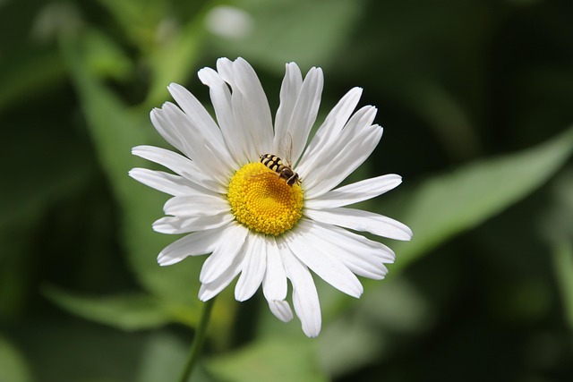 Flower Bee Pollinate White - Free photo on Pixabay - Pixabay