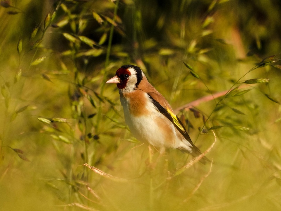 Bird Goldfinch Songbird - Free photo on Pixabay