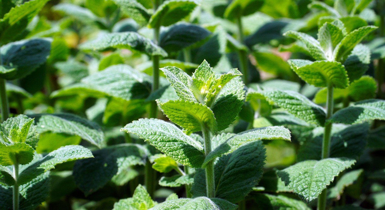 Peppermint Leaves Plant Free Photo On Pixabay Pixabay