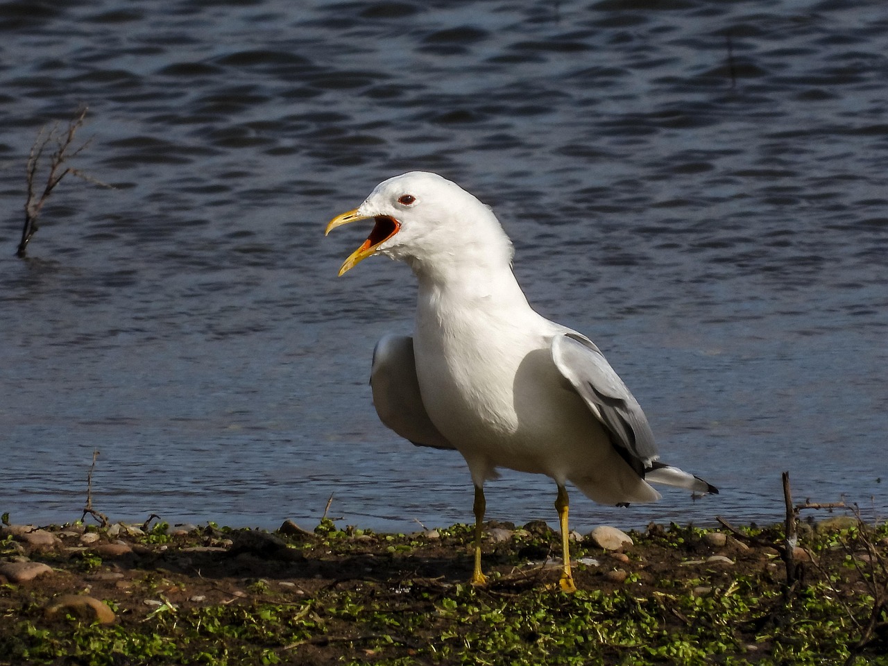 Seagull Bird Seabird - Free photo on Pixabay
