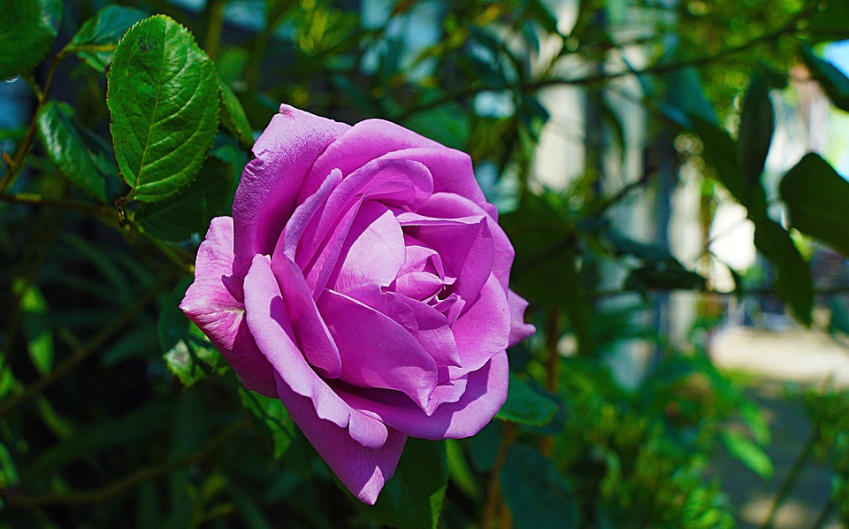 Rose Blume Lila - Kostenloses Foto auf Pixabay - Pixabay
