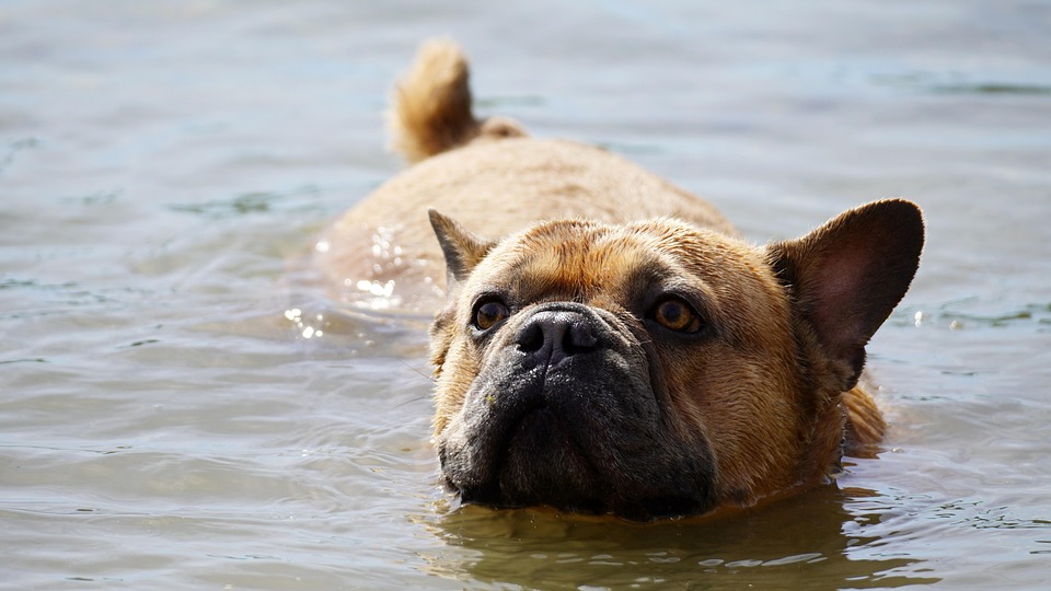 Bulldog Francés Perro Nadar - Foto gratis en Pixabay - Pixabay