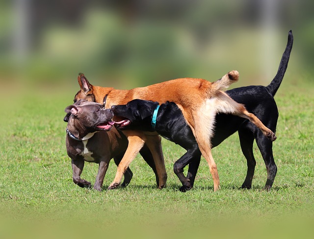 Cachorros Caninos Animais De - Foto gratuita no Pixabay - Pixabay