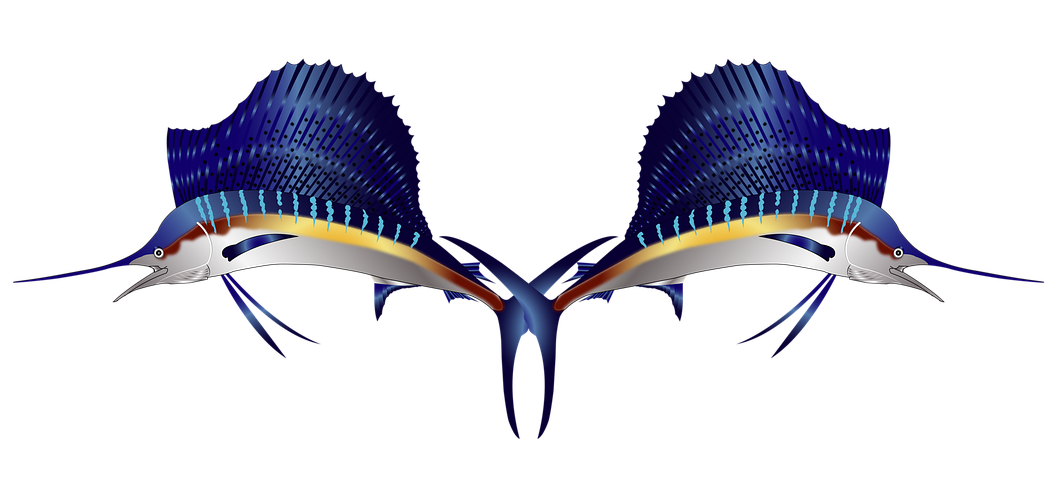 20+ Free Marlin & Sailfish Images - Pixabay