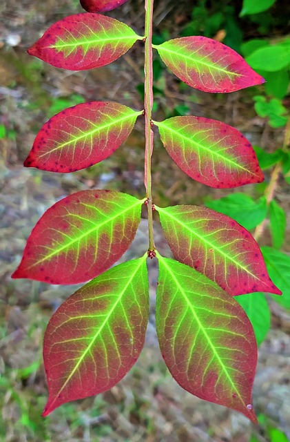 Leaves Color Red - Free photo on Pixabay - Pixabay