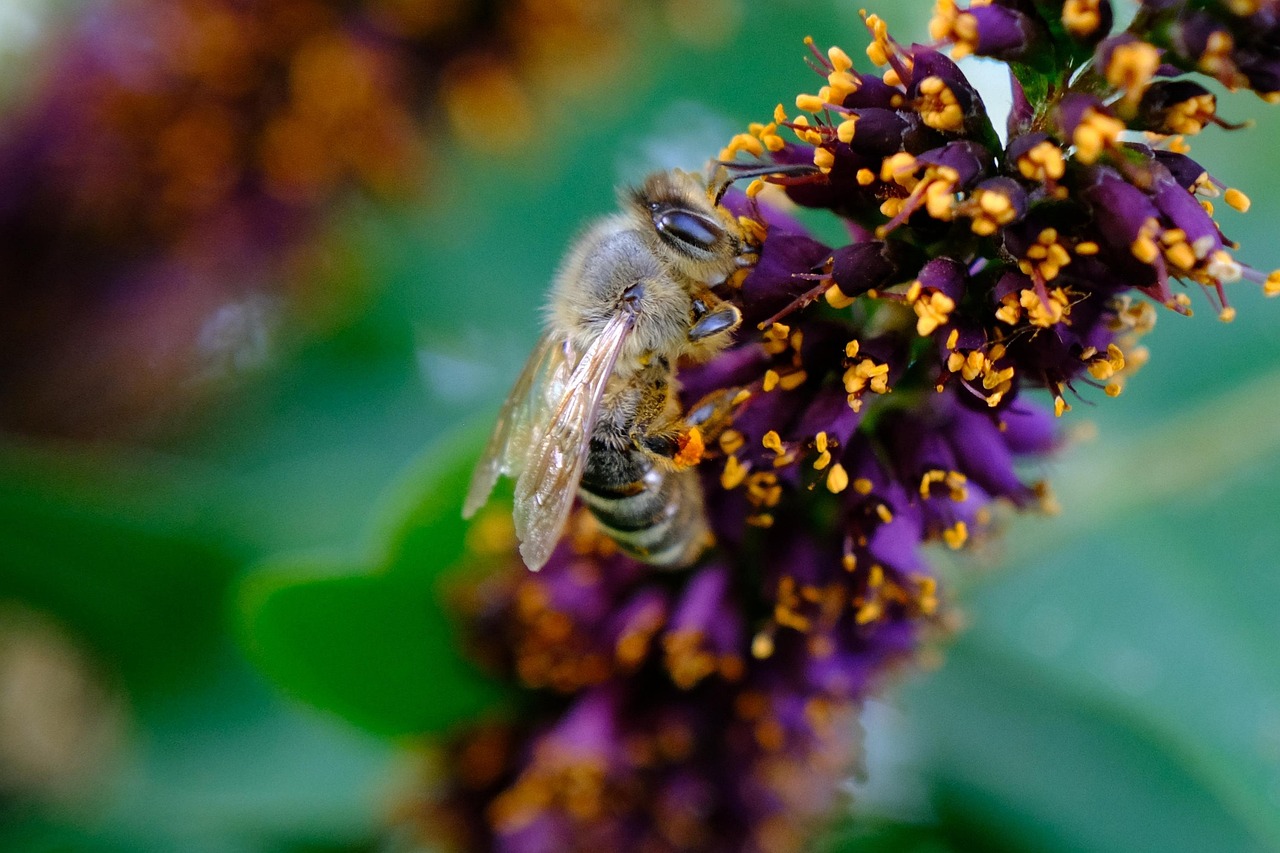 Abeja Insecto Polinizar - Foto gratis en Pixabay - Pixabay
