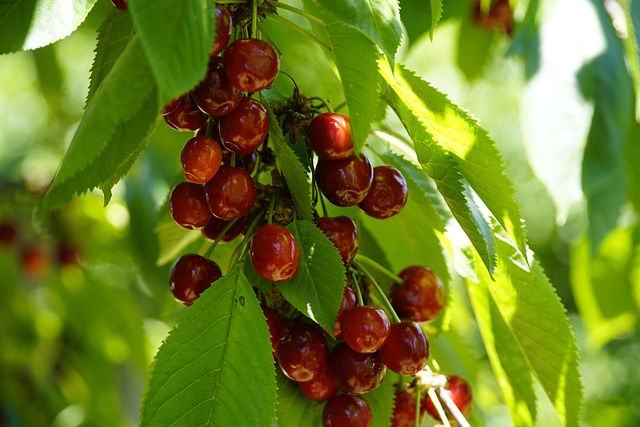 Árvore De Cereja Cerejas Fruta - Foto gratuita no Pixabay - Pixabay