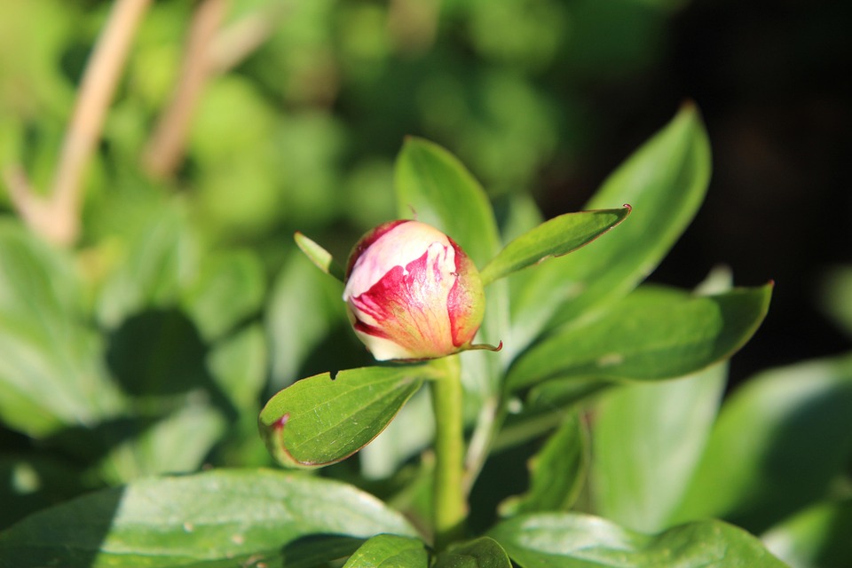 Pivoine Fleur Bourgeon - Photo gratuite sur Pixabay - Pixabay