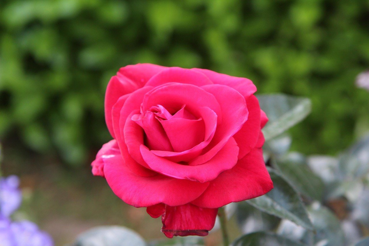 Flower Red Rose Petals - Free photo on Pixabay - Pixabay