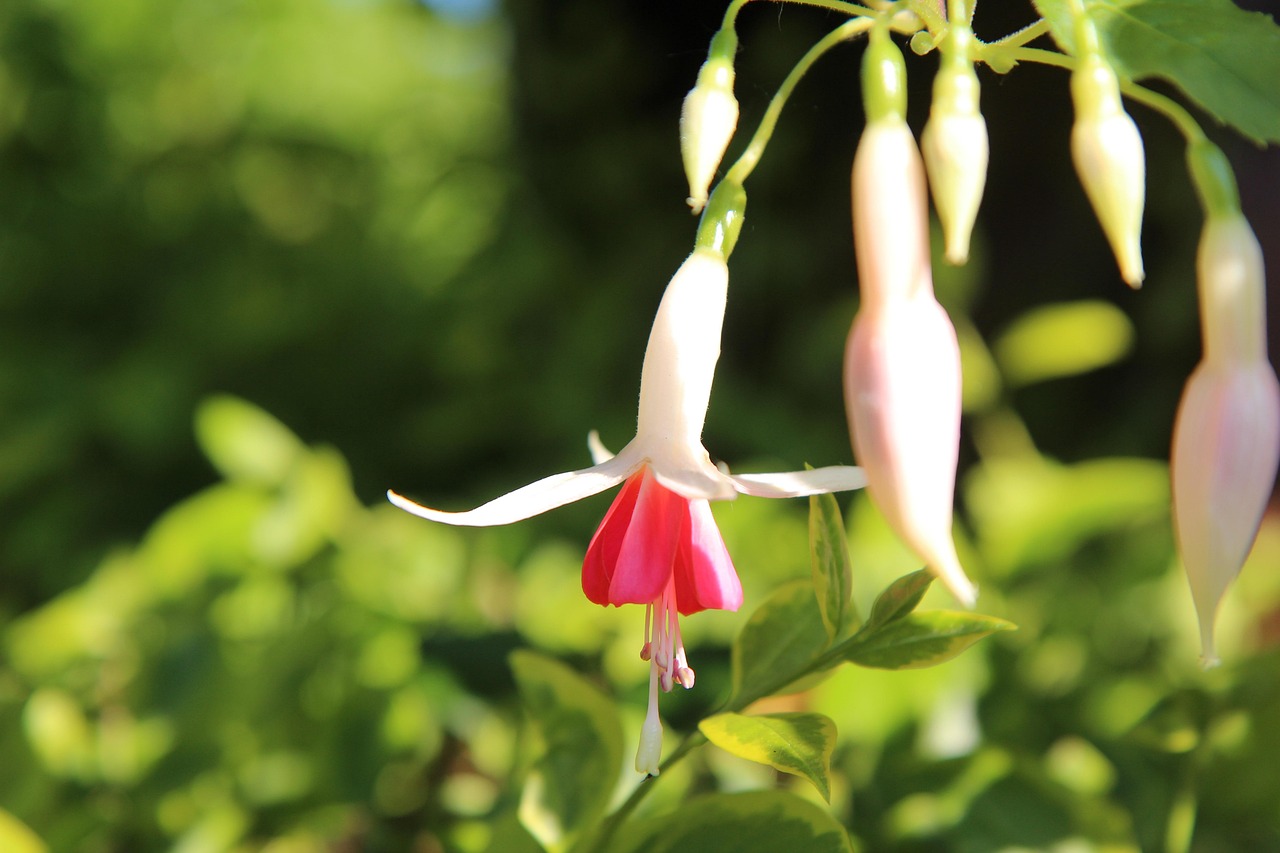 Fuchsia Fleur Plantes - Photo gratuite sur Pixabay - Pixabay