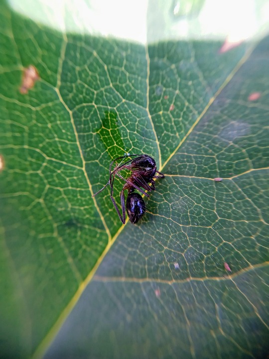 Formiga Ant Formicidae - Free photo on Pixabay - Pixabay