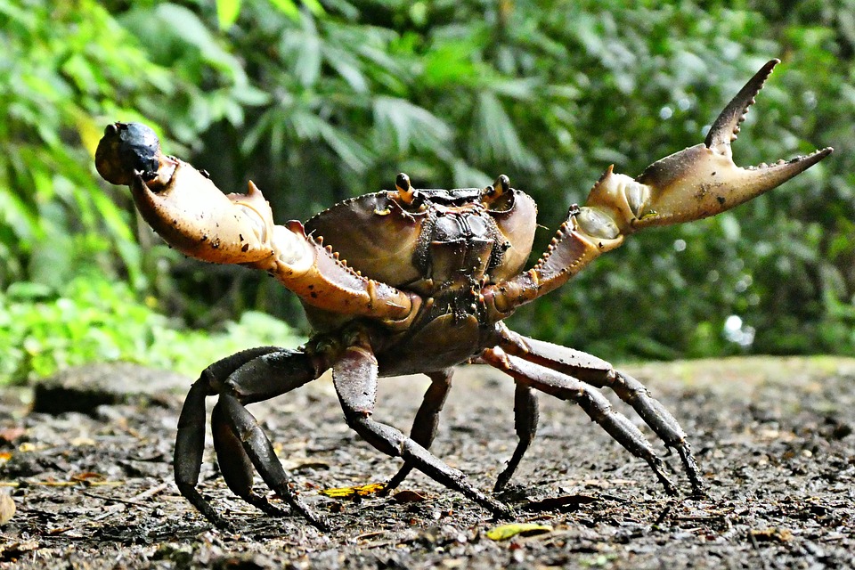 Crab Crustacean Animal - Free photo on Pixabay