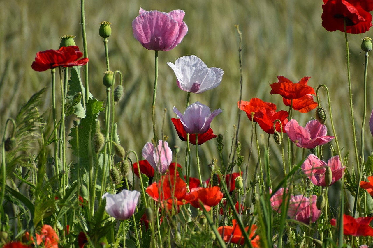 Coquelicots Fleurs Jardin - Photo gratuite sur Pixabay - Pixabay