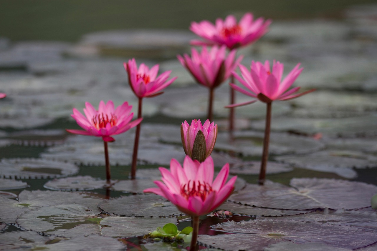 Lotus Fleurs Roses - Photo gratuite sur Pixabay - Pixabay
