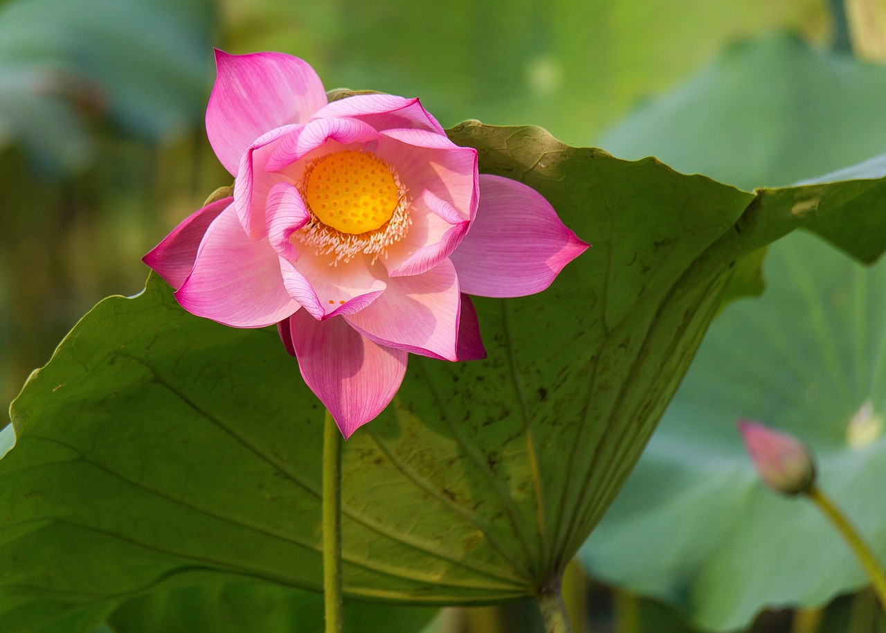 Lotus Fleur Rose De - Photo gratuite sur Pixabay - Pixabay
