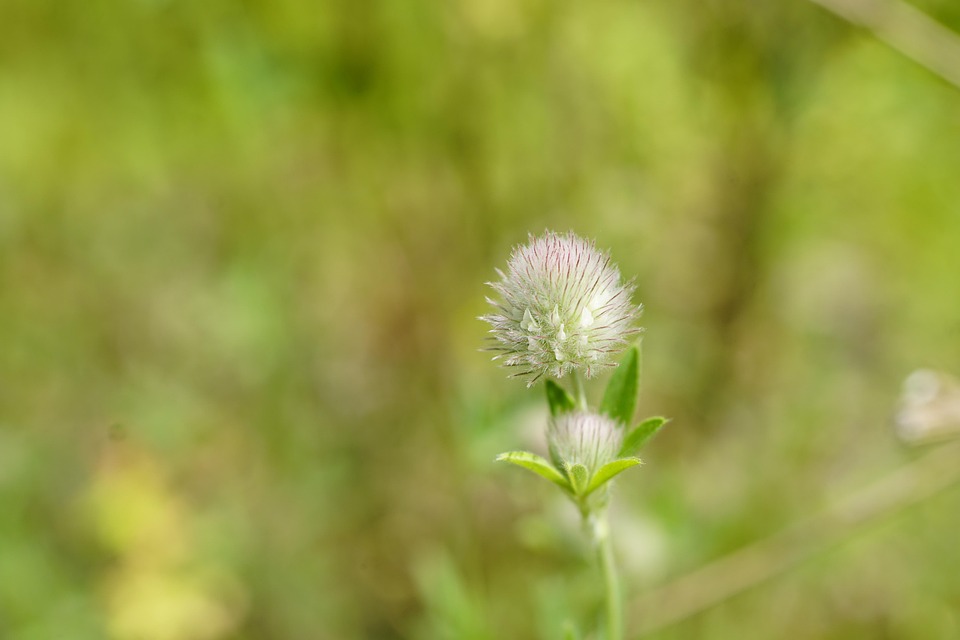 Clover Flower Plant Hare'S Foot - Free photo on Pixabay