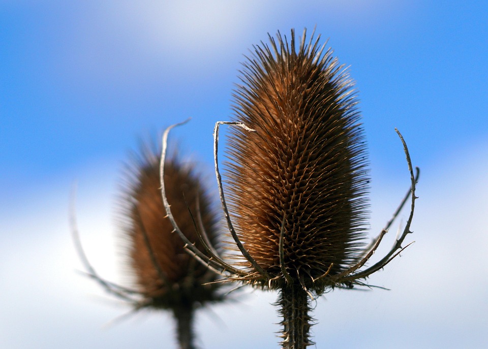 Cardère Flétri Épineux - Photo gratuite sur Pixabay