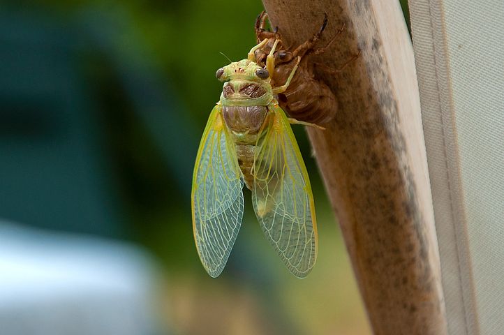 50+ Free Cicada'S Wings & Cicada Images - Pixabay
