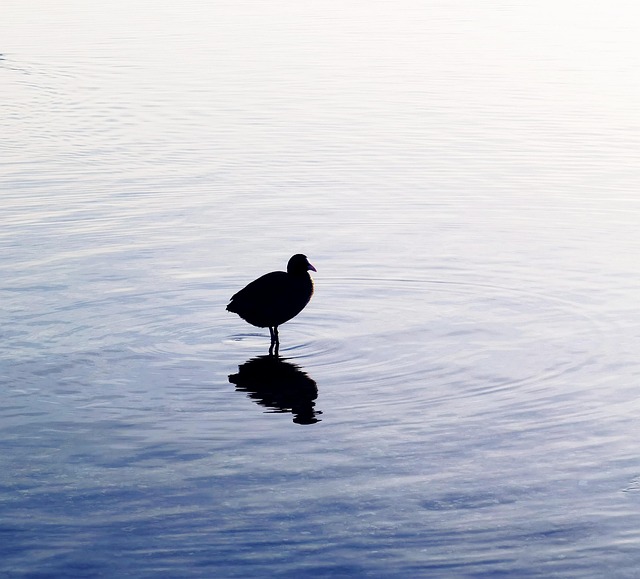 Solitaire Oiseau Jésus - Photo gratuite sur Pixabay - Pixabay