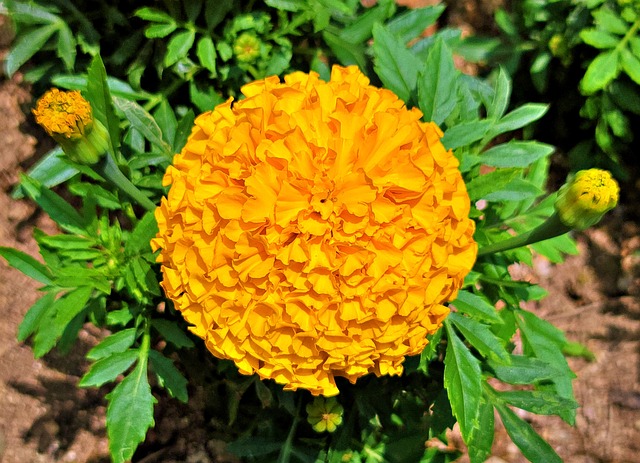 Fleur Souci Jaune - Photo gratuite sur Pixabay - Pixabay