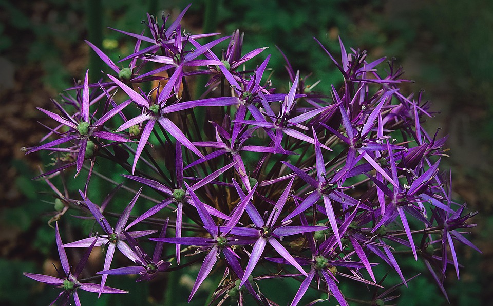 Star Of Persia Flowers Plant - Free photo on Pixabay